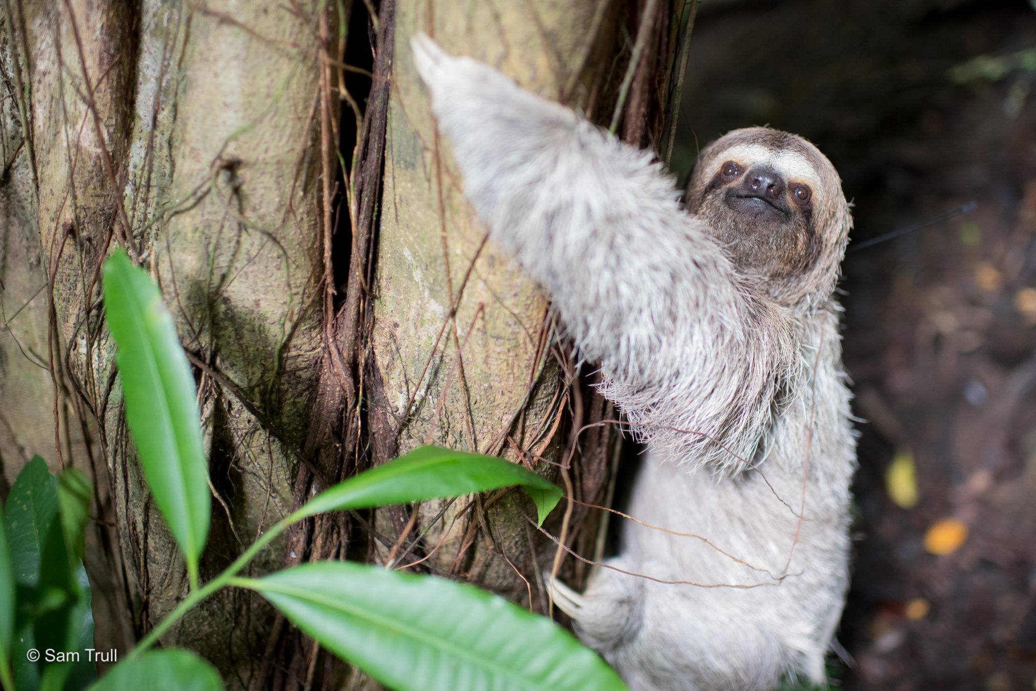 You Don't Have to Be an Expert to Be a Sloth Warrior - The Sloth Institute
