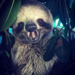 Sloth Teeth Explained: The Unique Dentition Behind One of Nature’s Most ...