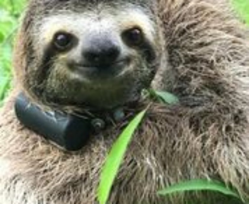 Baby Sloth Found With Legs Frozen The Sloth Institute