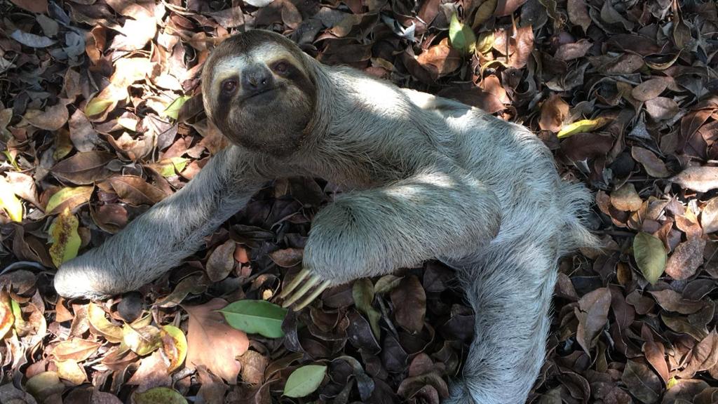 Residential Rescue! - The Sloth Institute