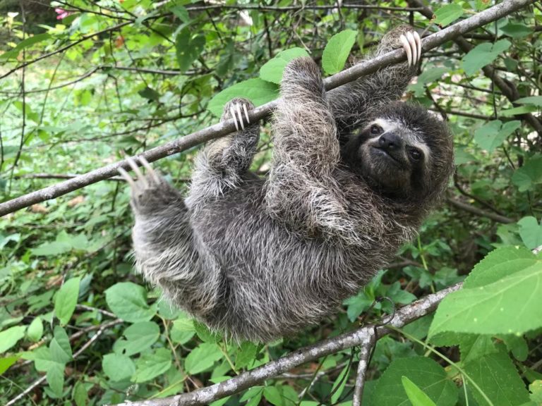 Sloth Science Journals - The Sloth Institute