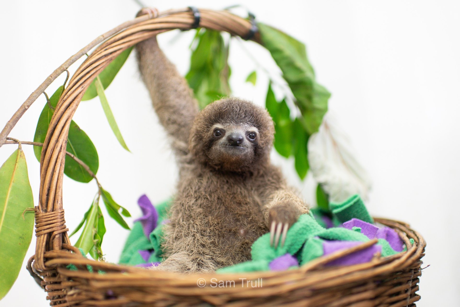 Introducing TSI's Holiday Baby, L'il Sebastian! - The Sloth Institute