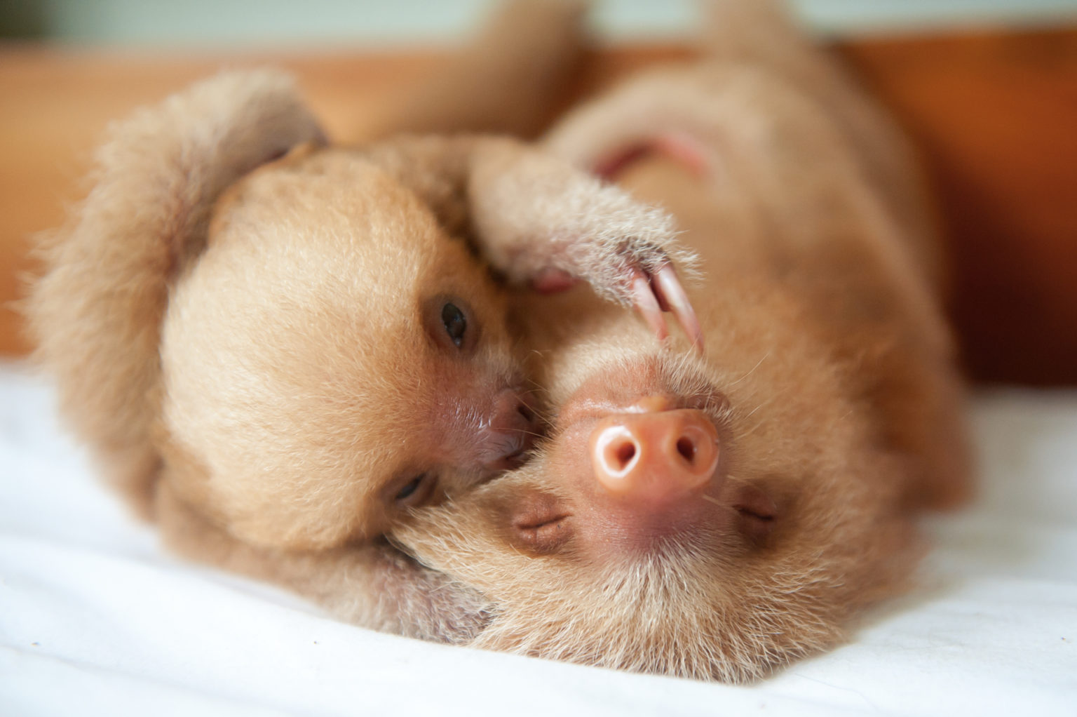 Sloth World Orlando to Close After 31 Sloth Deaths; Survivors ...