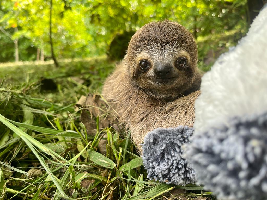 July Sloth of the Month: Kamala - The Sloth Institute