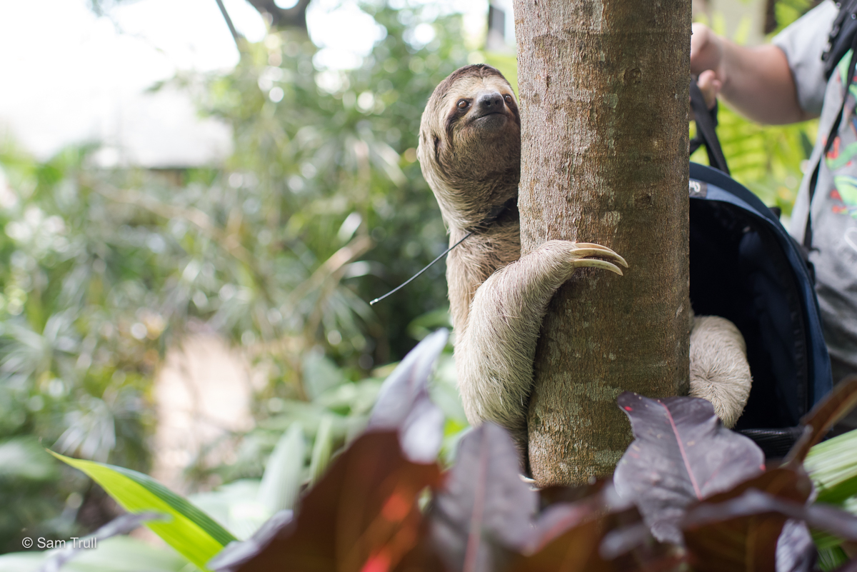 Eric: The Three-Fingered Sloth Success Story - The Sloth Institute