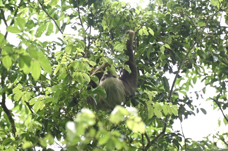 5 Ways to Celebrate International Sloth Day and Make a Difference - The ...