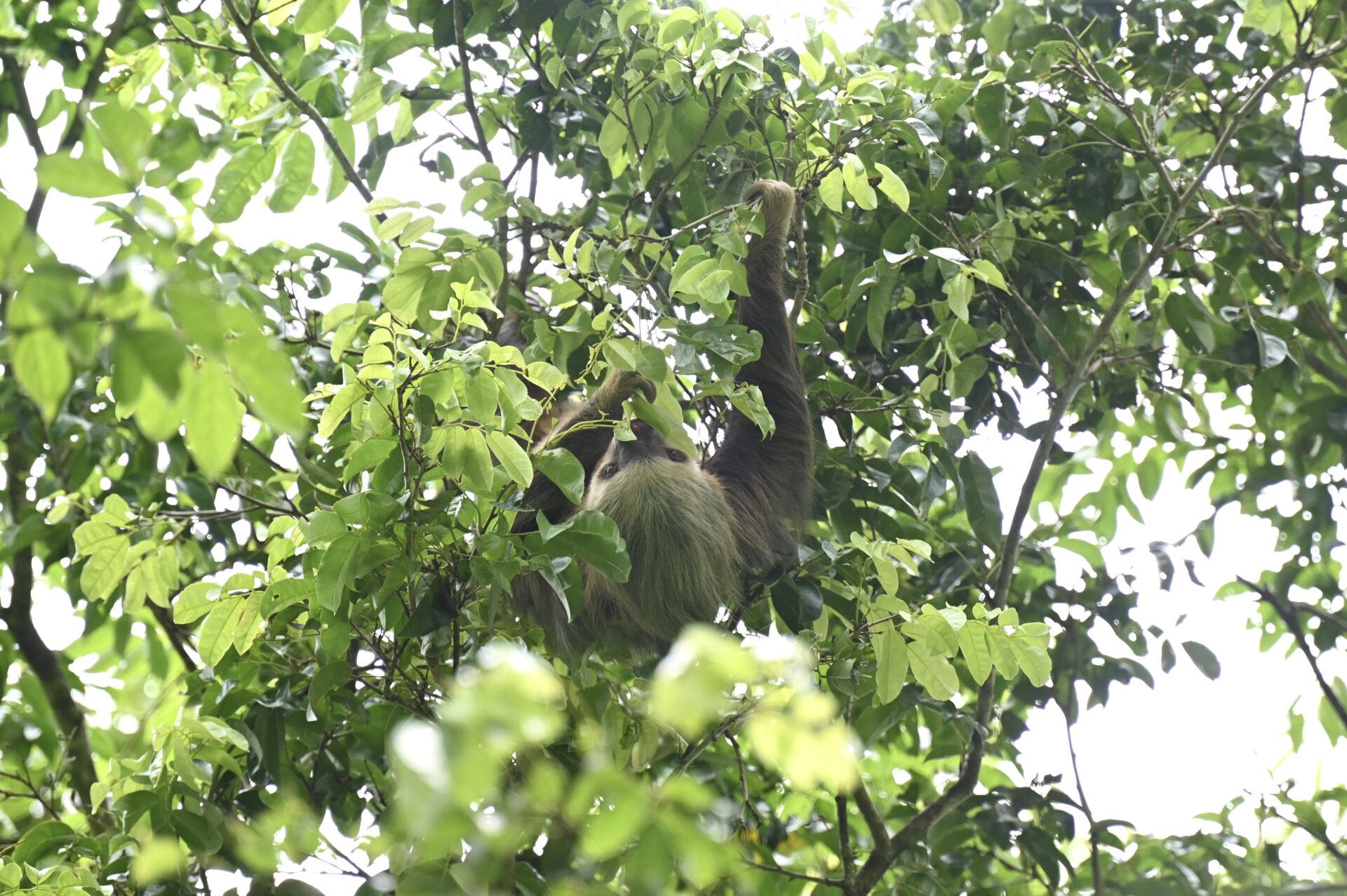 5 Ways to Celebrate International Sloth Day and Make a Difference - The ...