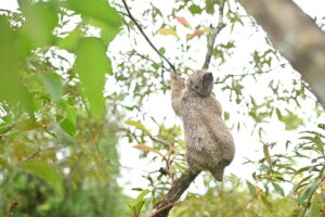 5 Ways to Celebrate International Sloth Day and Make a Difference - The ...