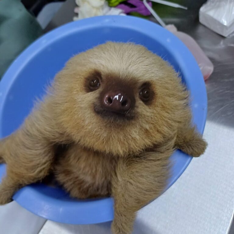 Taco's Journey from Rescue to Independence - The Sloth Institute
