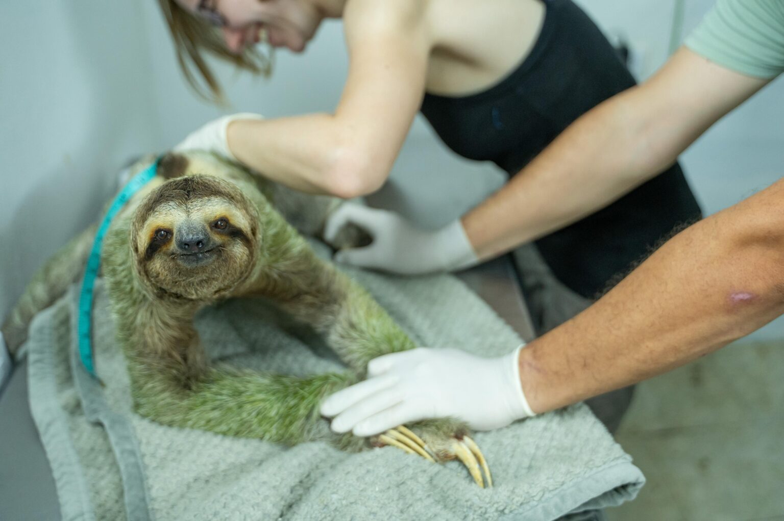 Celebrate Giving Tuesday by Supporting Sloths - The Sloth Institute