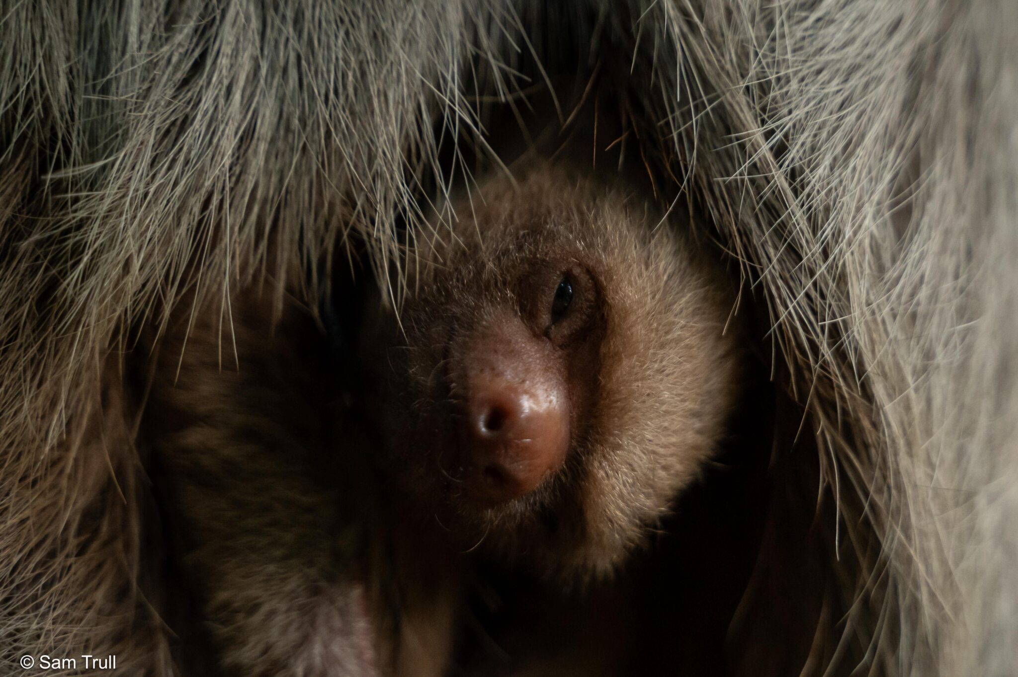 Meet Harriet: February's Sloth of the Month - The Sloth Institute