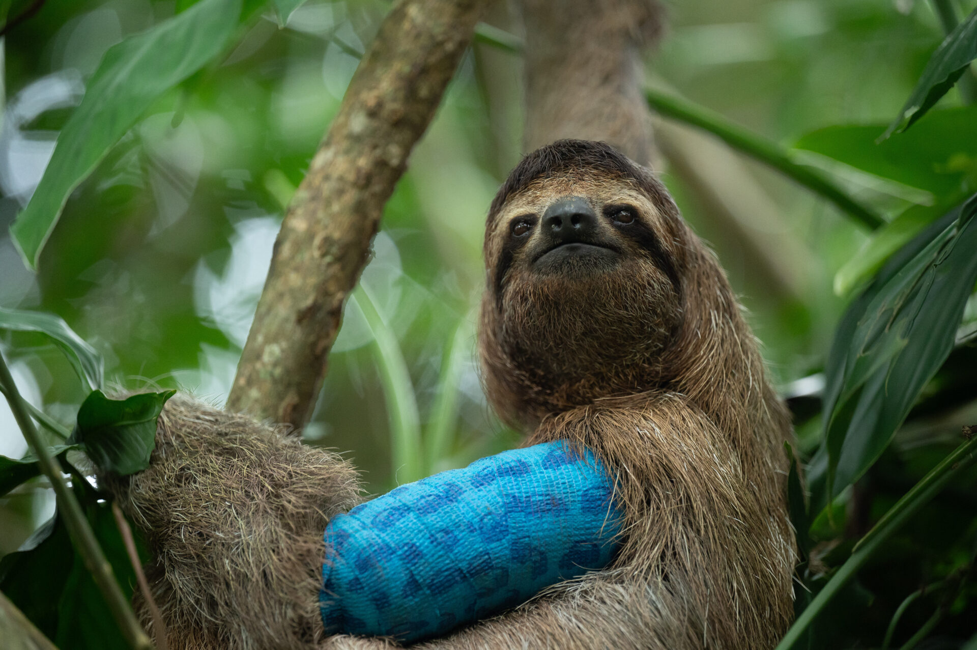 Meet Sophie: A Survivor’s Story and Why Sloth Speedways Matter - The ...