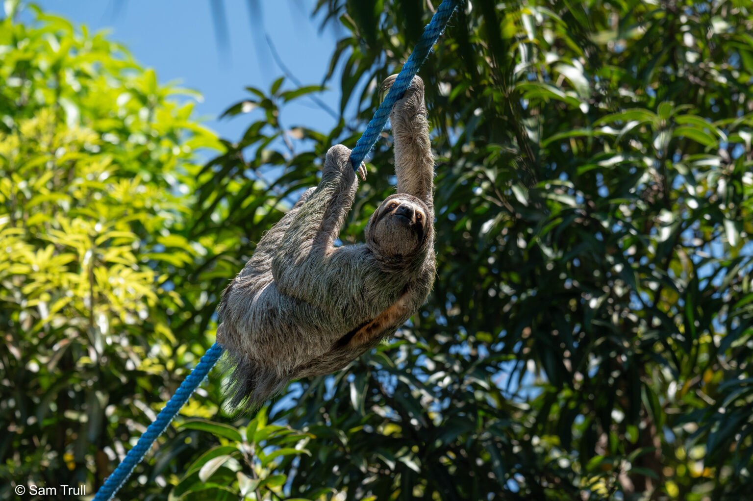 Home - The Sloth Institute