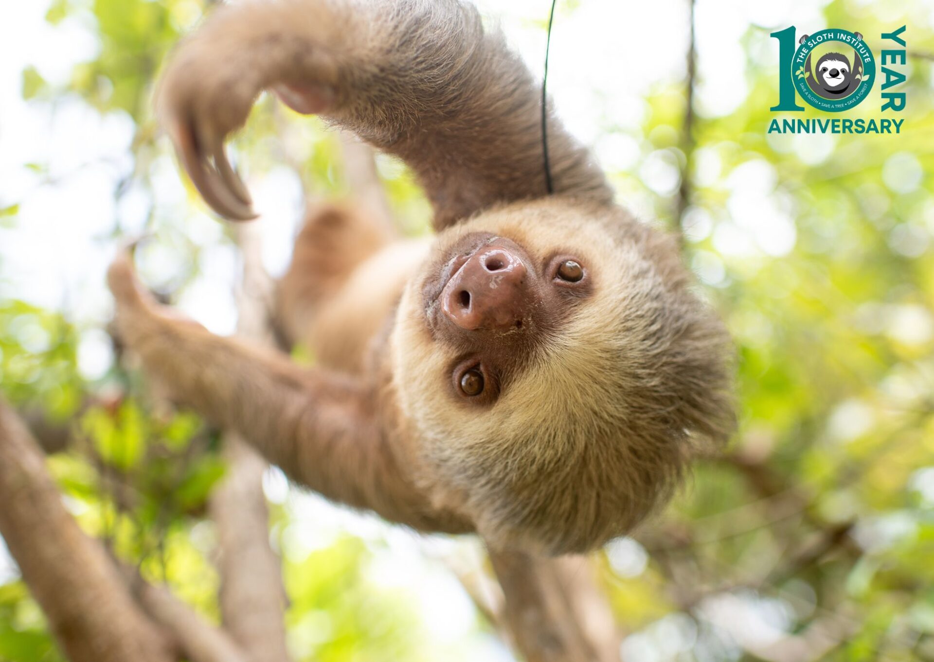 Wildlife Rehabilitation Technician - Clinical Internship - The Sloth ...