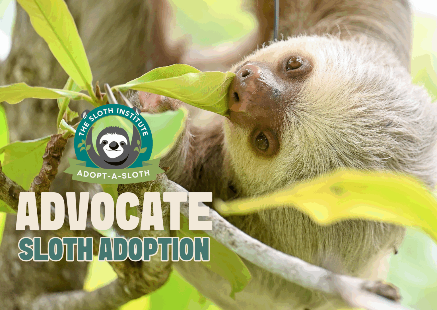 Adopt-A-Sloth - The Sloth Institute