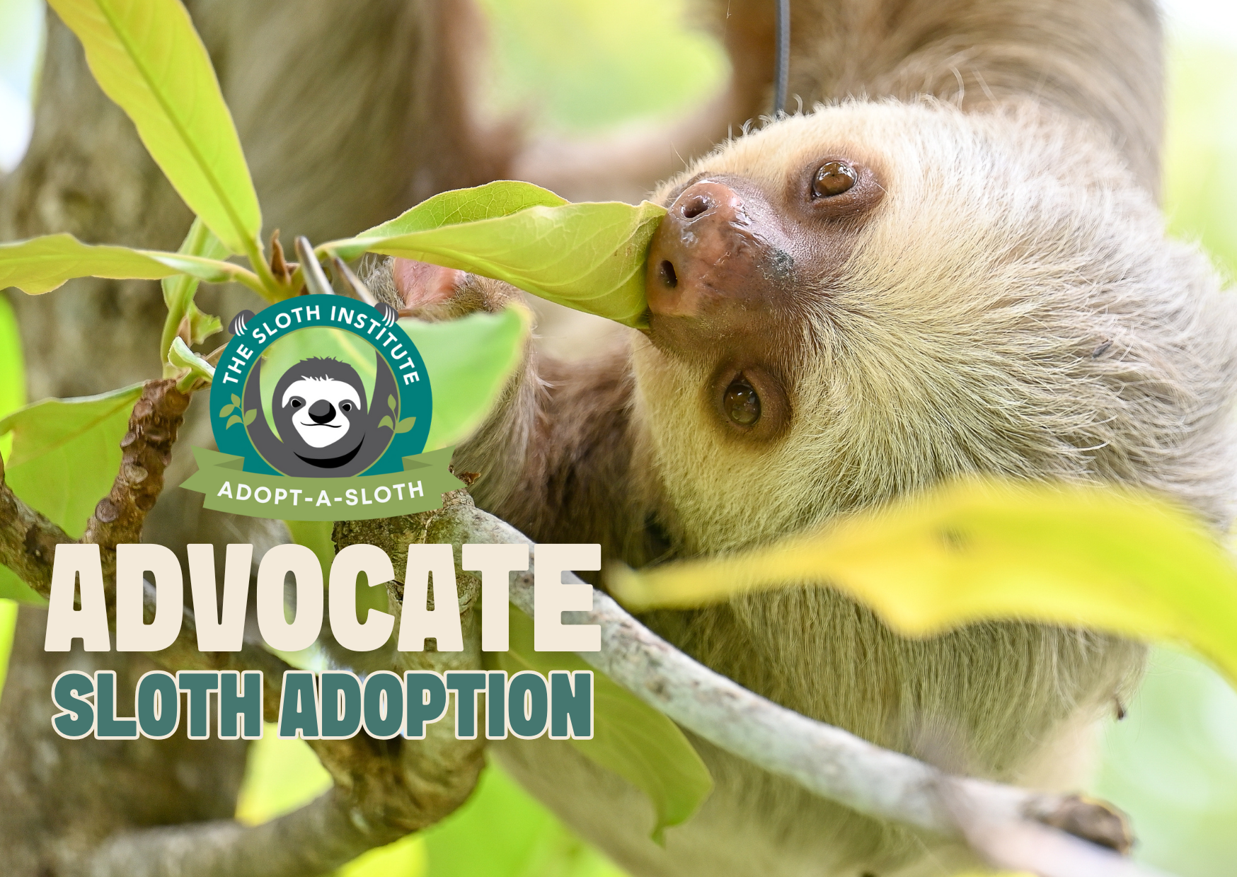Adopt-A-Sloth - The Sloth Institute