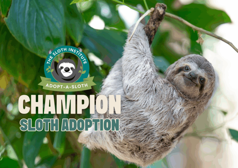 Adopt-A-Sloth - The Sloth Institute