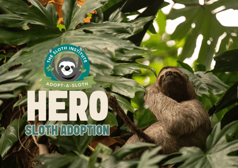Adopt-A-Sloth - The Sloth Institute