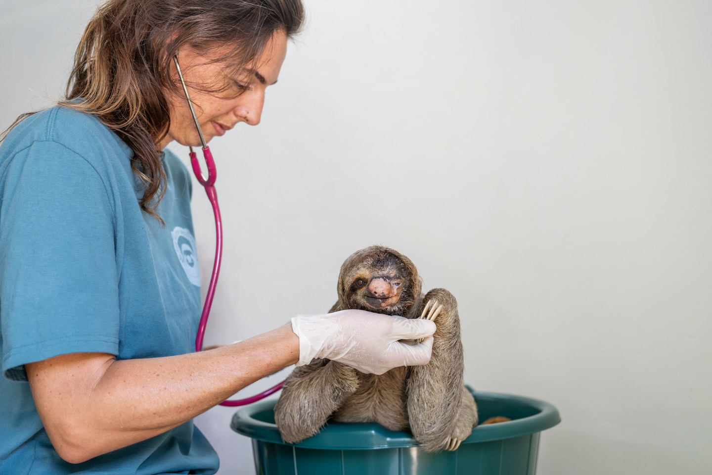 Home - The Sloth Institute