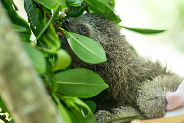Home - The Sloth Institute