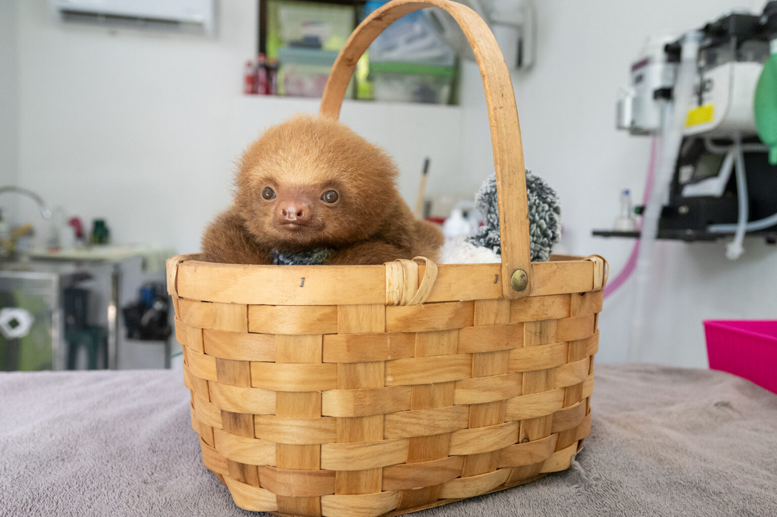 Sloth of the Month: Jason’s Rescue and Recovery in Costa Rica - The ...