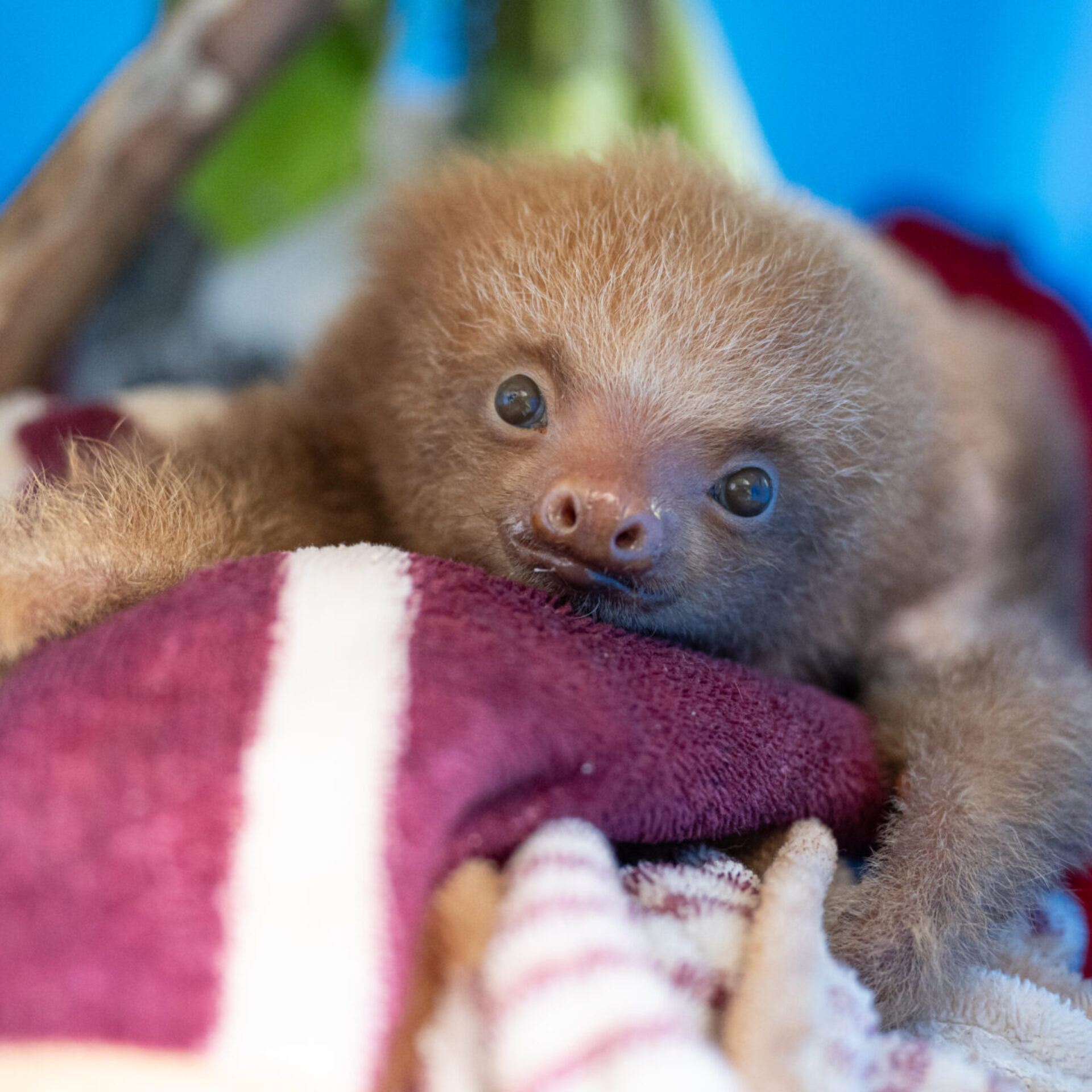 Sloth of the Month: Jason’s Rescue and Recovery in Costa Rica - The ...