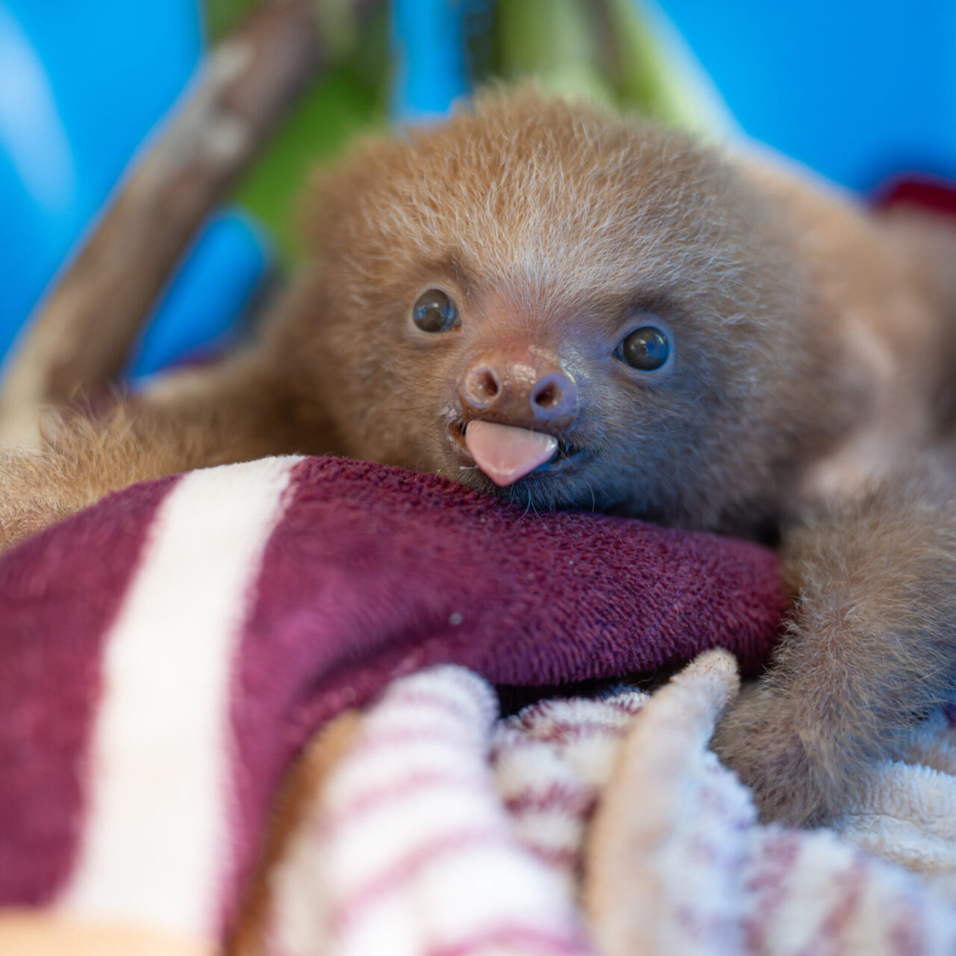 Sloth of the Month: Jason’s Rescue and Recovery in Costa Rica - The ...