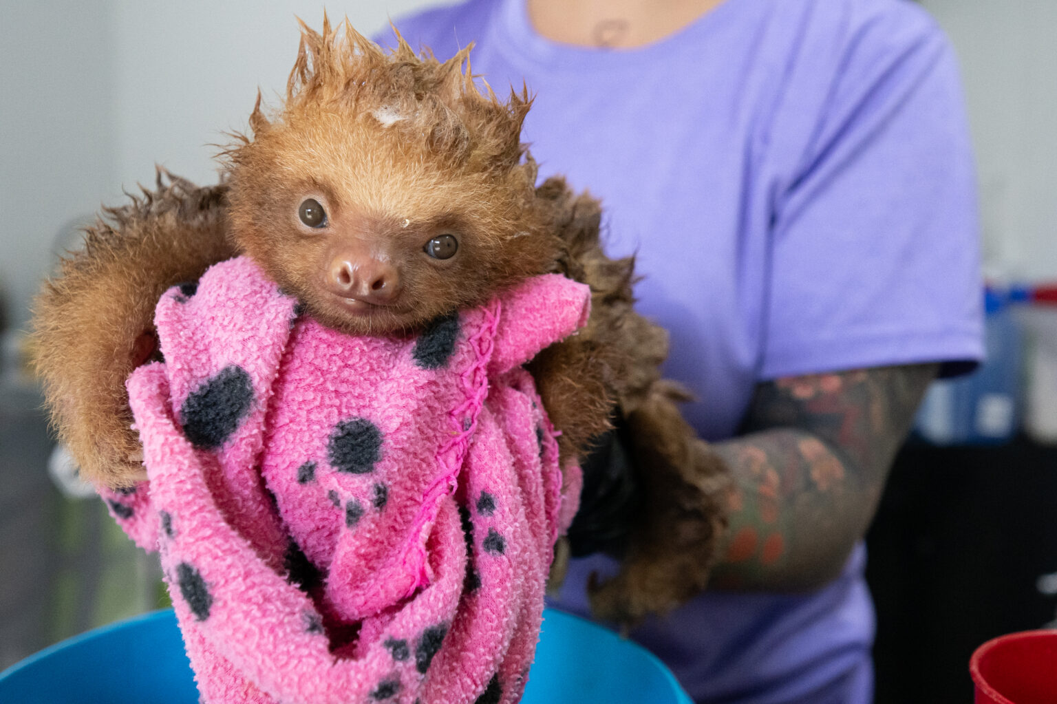 Sloth of the Month: Jason’s Rescue and Recovery in Costa Rica - The ...