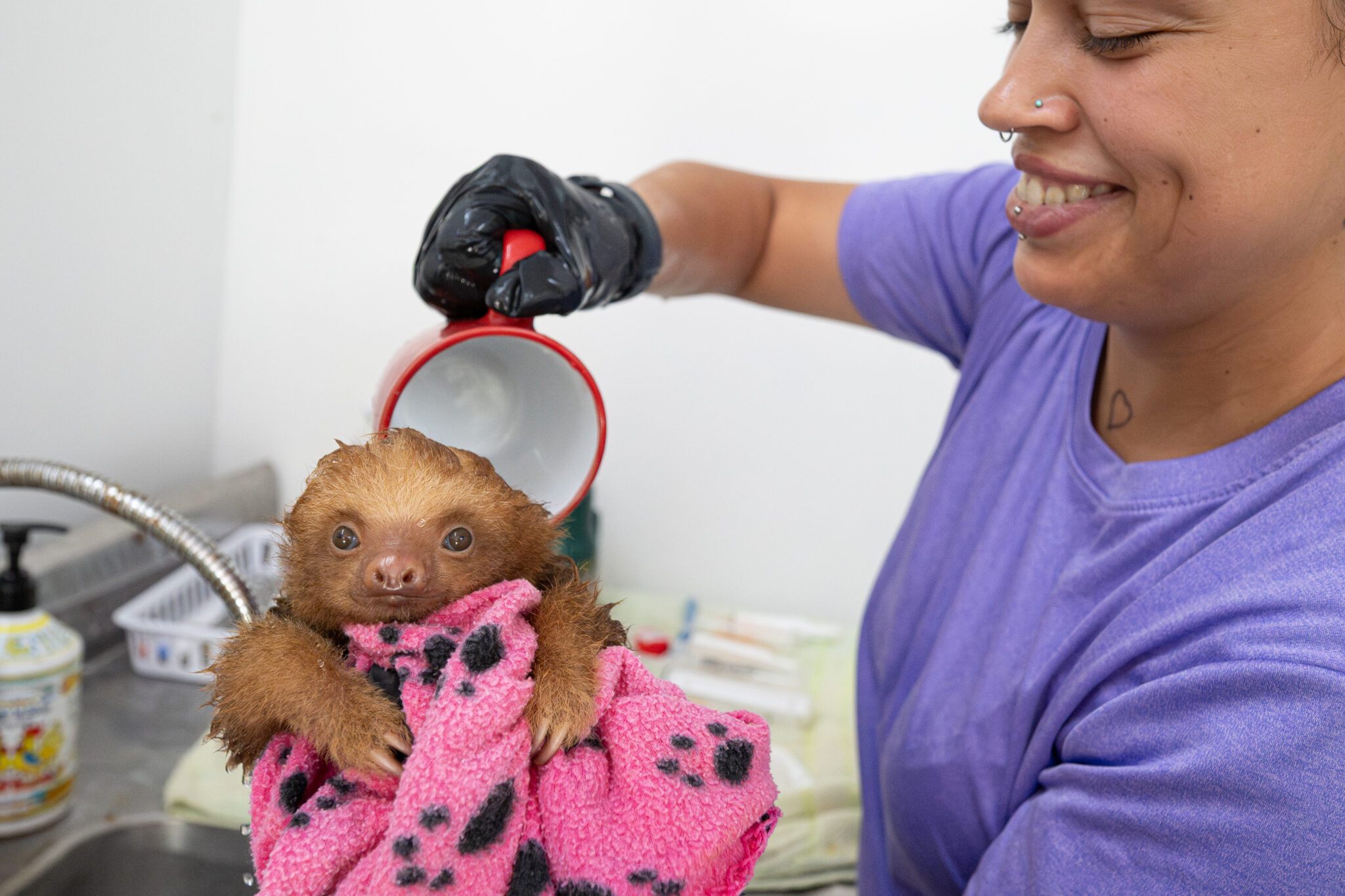 Sloth of the Month: Jason’s Rescue and Recovery in Costa Rica - The ...