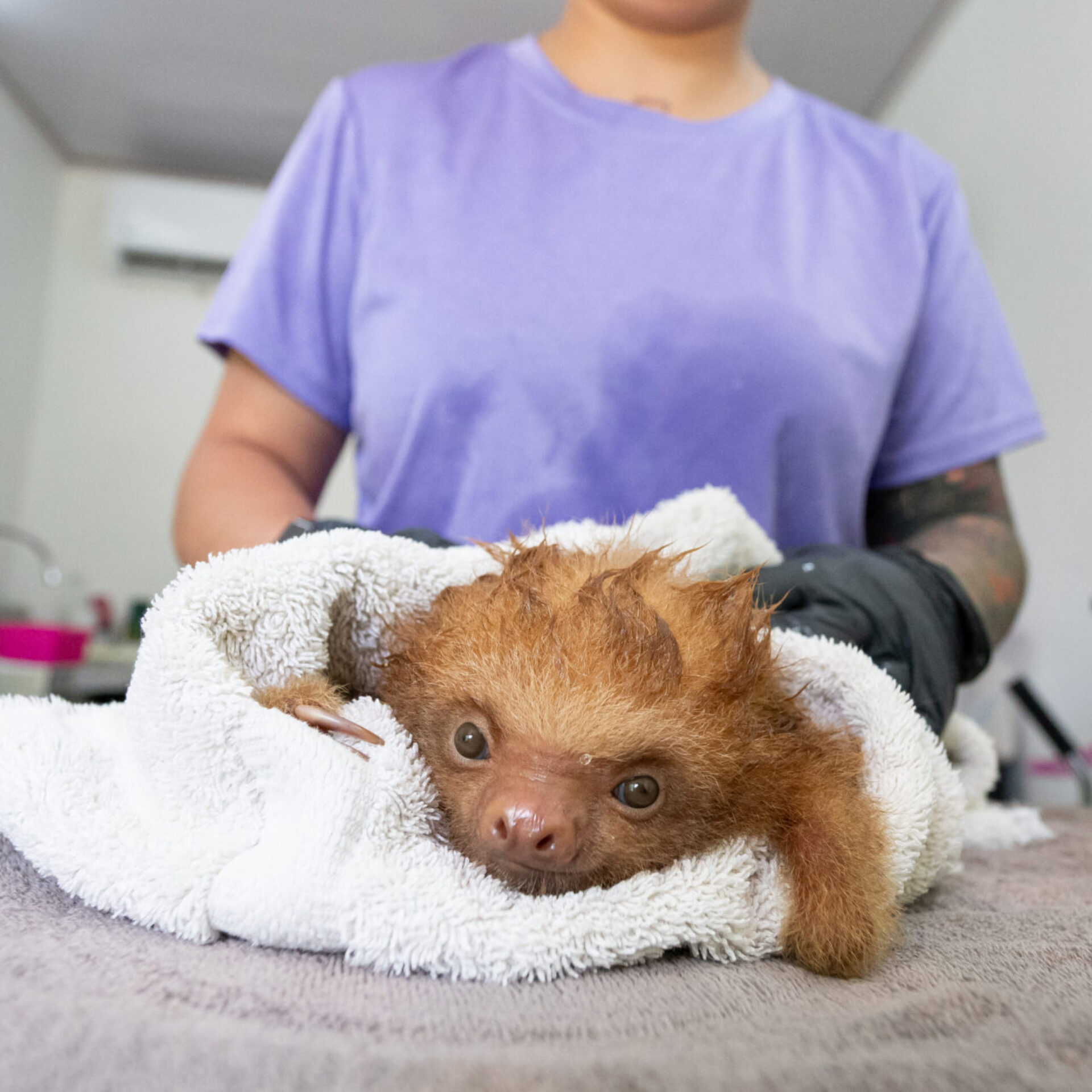 Sloth of the Month: Jason’s Rescue and Recovery in Costa Rica - The ...
