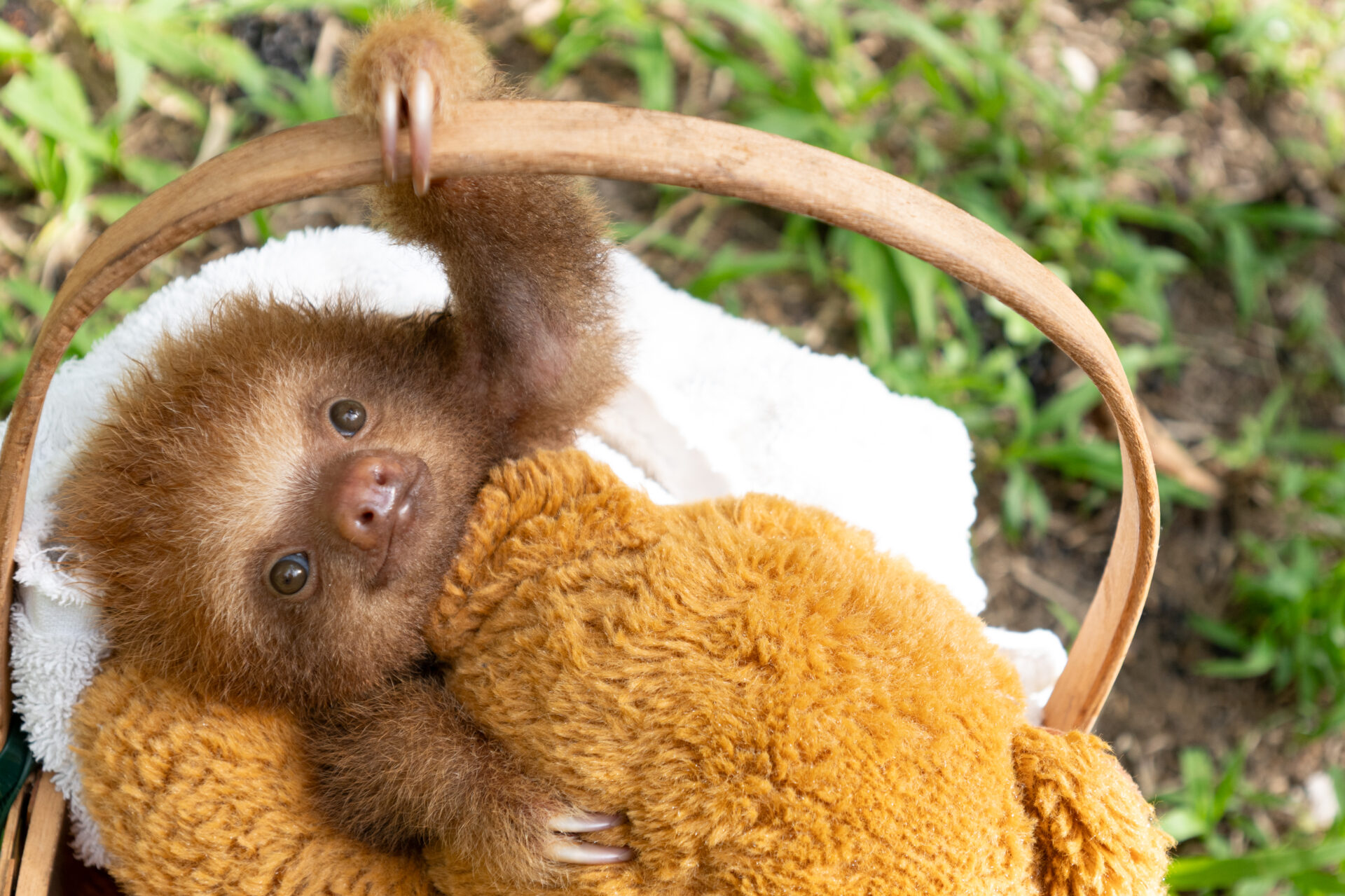 Sloth of the Month: Jason’s Rescue and Recovery in Costa Rica - The ...